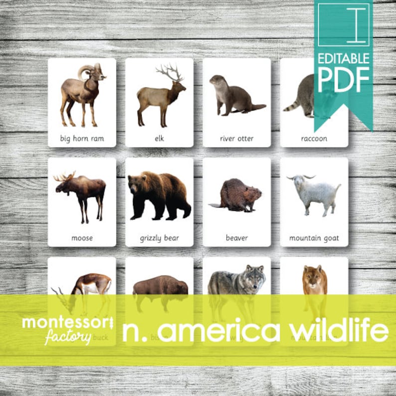 WILDLIFE Animals North America Safari TOOB Montessori - Etsy
