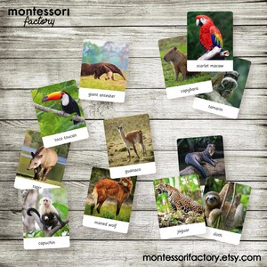 SOUTH AMERICA ANIMALS • Montessori Cards • Flash Cards • Three Part ...