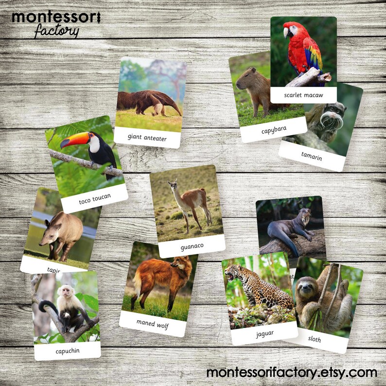 SOUTH AMERICA ANIMALS Montessori Cards Flash Cards Three | Etsy