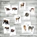 WILDLIFE Animals North America • Safari TOOB • Montessori Nomenclature ...