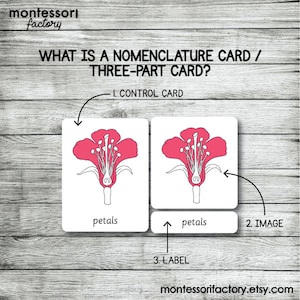 PARTS of a LEAF • Montessori Cards • Flash Cards • Three Part Cards ...