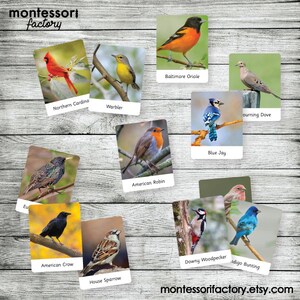 BACKYARD BIRDS • Montessori Cards • Flash Cards • Three Part Cards ...