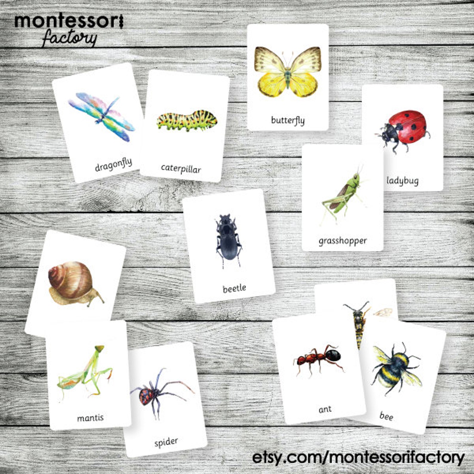 INSECTS BUGS Montessori Cards Flash Cards Three Part - Etsy