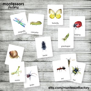 INSECTS BUGS • Montessori Cards • Flash Cards • Three Part Cards ...