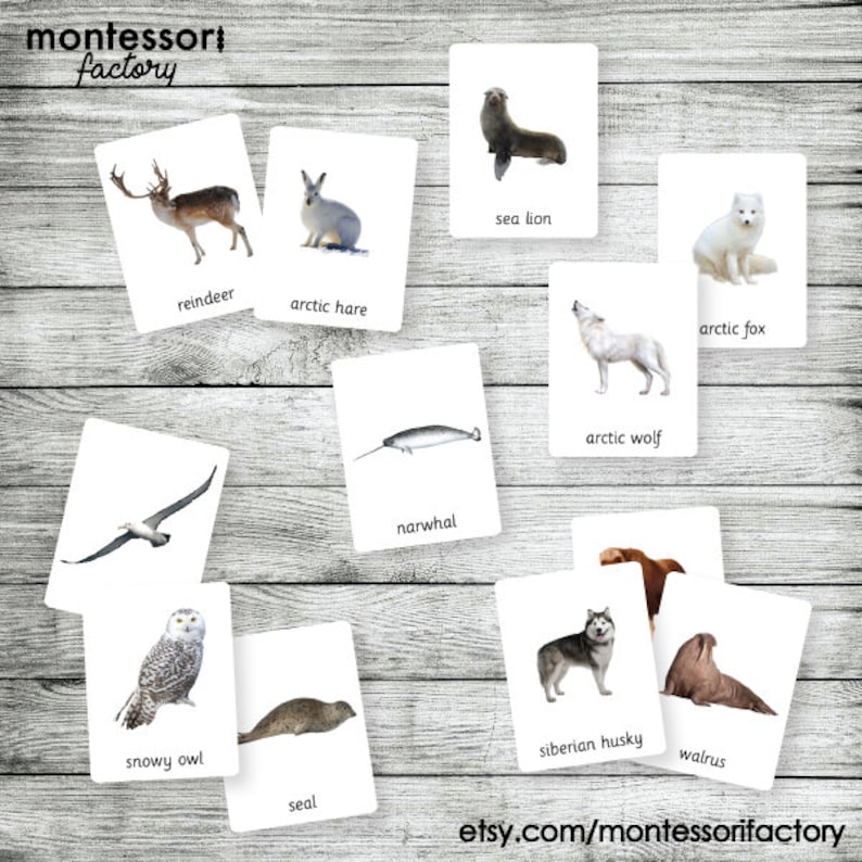 ARCTIC POLAR Animals Montessori Cards Flash Cards Three - Etsy