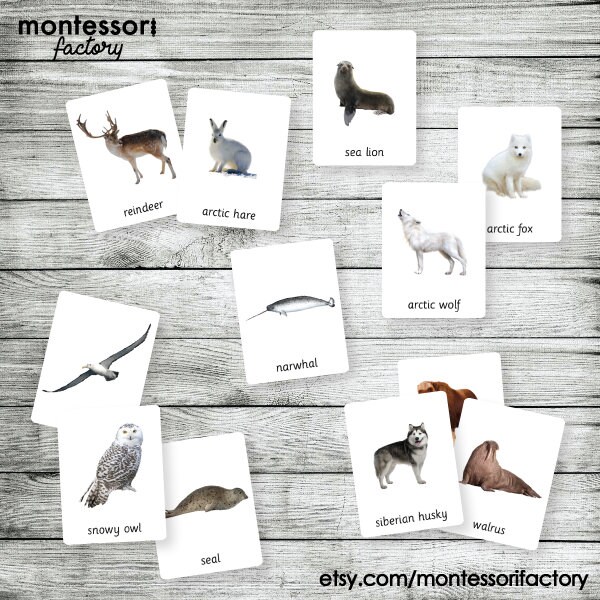 ARCTIC POLAR Animals Montessori Cards Flash Cards Three - Etsy