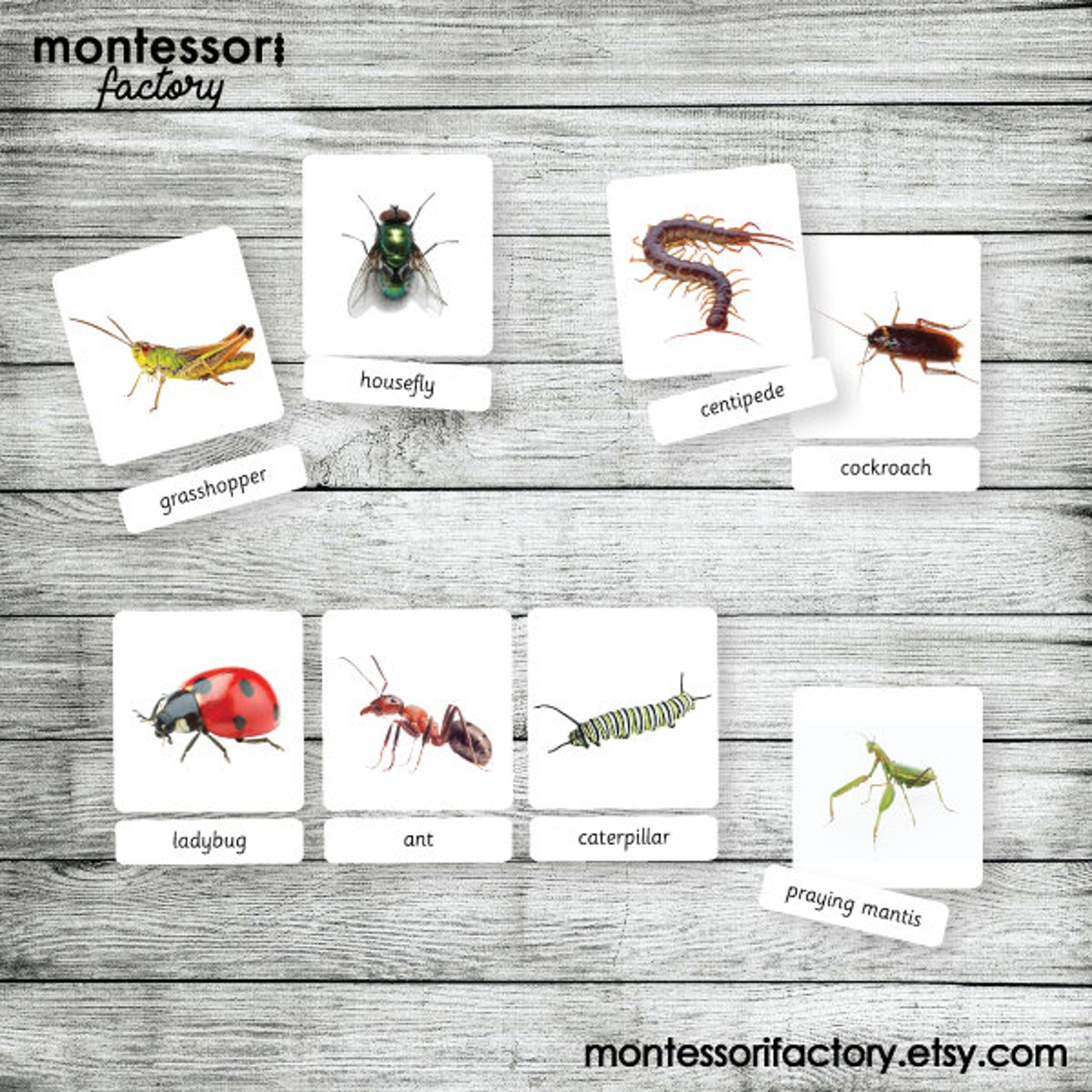 INSECTS ANIMALS Montessori Cards Flash Cards Three Part | Etsy