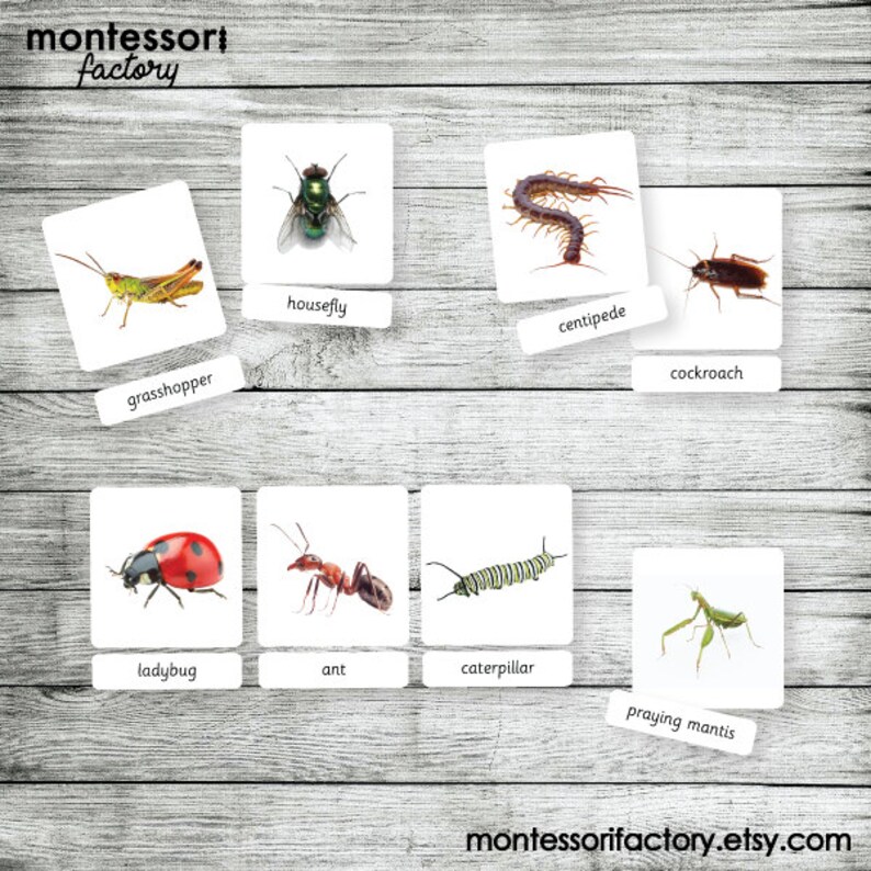 INSECTS ANIMALS Montessori Cards Flash Cards Three Part | Etsy
