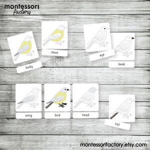 PARTS of a BIRD • Montessori Cards • Flash Cards • Three Part Cards ...
