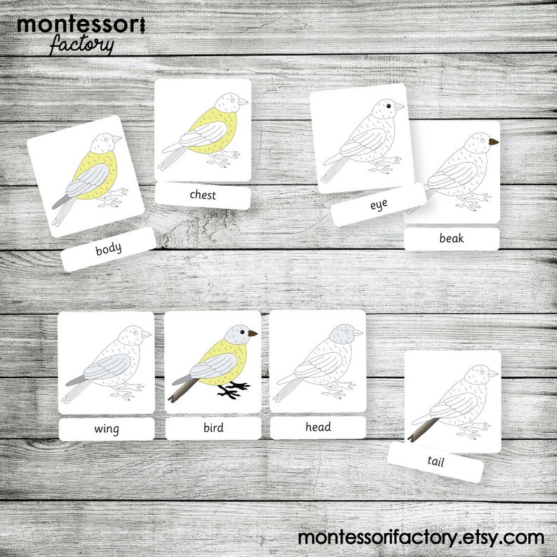 PARTS of a BIRD • Montessori Cards • Flash Cards • Three Part Cards ...