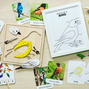 PARTS of a BIRD • Montessori Cards • Flash Cards • Three Part Cards ...