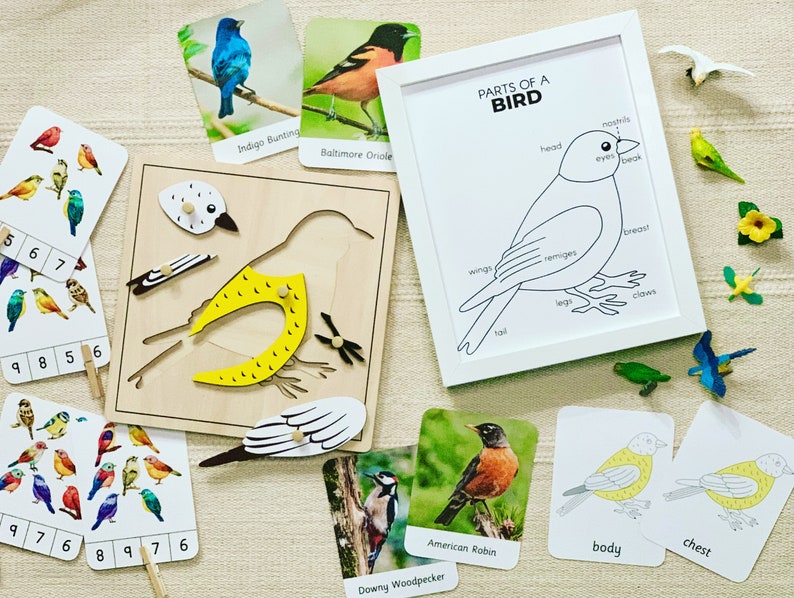 PARTS of a BIRD Montessori Cards Flash Cards Three Part - Etsy