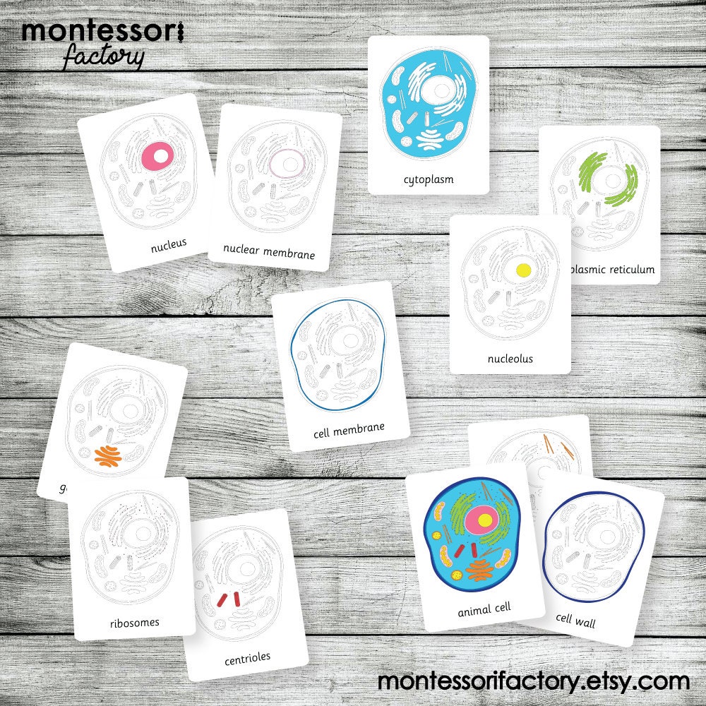 ANIMAL CELL • Montessori Cards • Flash Cards • Three Part Cards ...