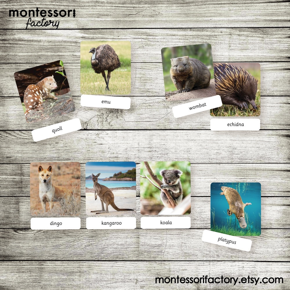 AUSTRALIA / OCEANIA ANIMALS Montessori Cards Flash Cards - Etsy