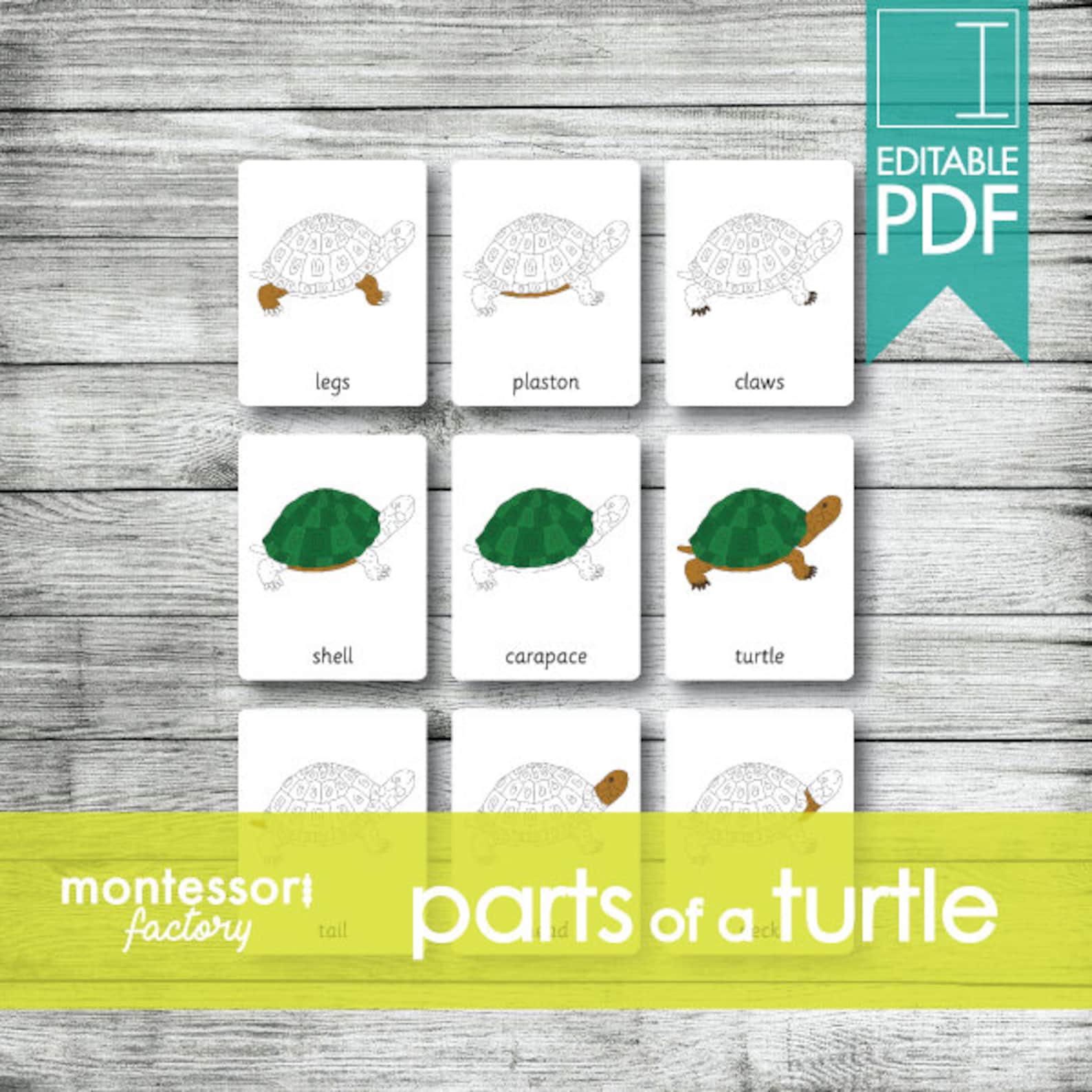PARTS of a TURTLE • Montessori Cards • Flash Cards • Three Part Cards ...