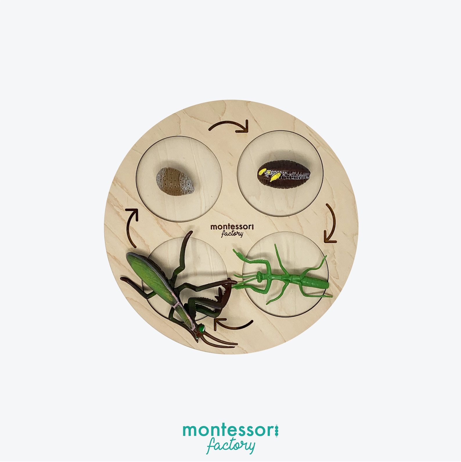 Wooden Horseshoe Crab Life Cycle Tray • Montessori Biology Educational ...