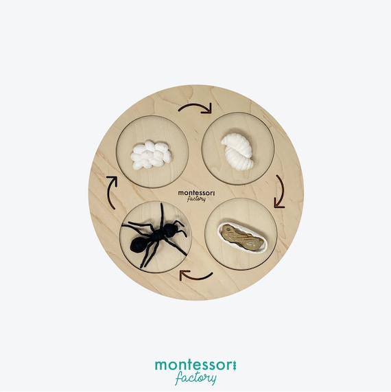 Life Cycle of an ANT Montessori Material Educational Toy - Etsy