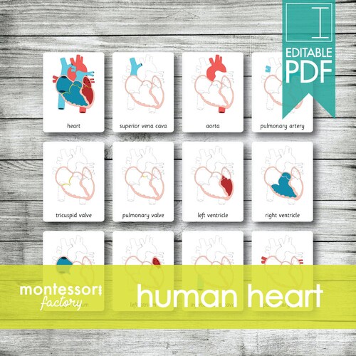 HUMAN BODY CELLS Montessori Cards Flash Cards Three Part - Etsy