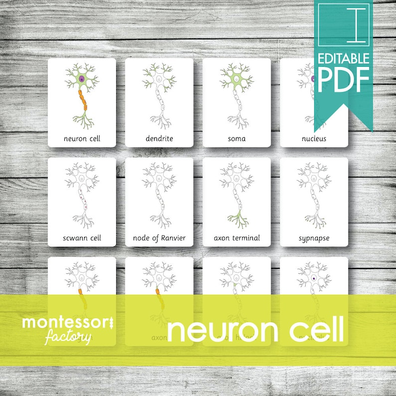 NEURON CELL Montessori Cards Flash Cards Three Part | Etsy