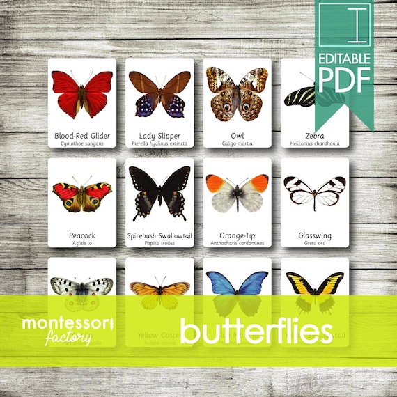 AMAZING BUTTERFLIES Montessori Cards Flash Cards Three Part - Etsy