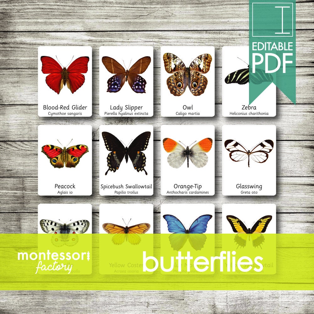 AMAZING BUTTERFLIES Montessori Cards Flash Cards Three Part - Etsy