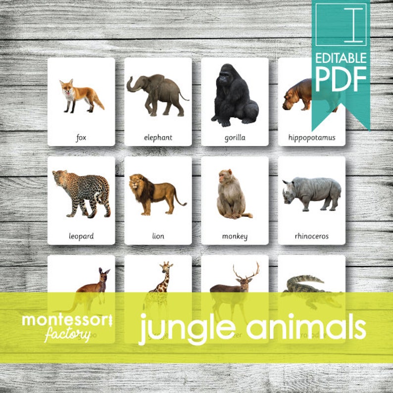 JUNGLE ANIMALS Montessori Cards Flash Cards Three Part - Etsy