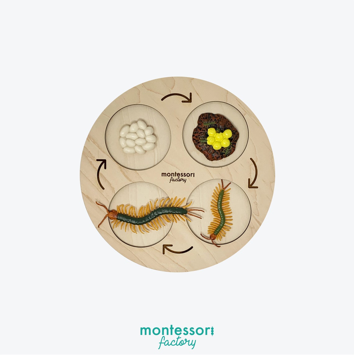 Life Cycle of a TARANTULA SPIDER • Montessori Material • Educational ...