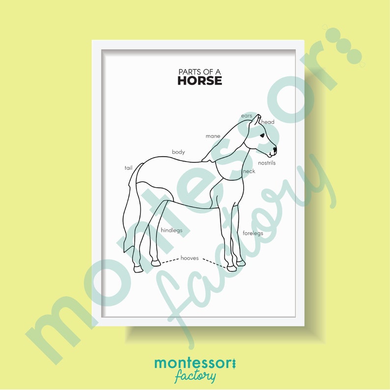 PARTS of a HORSE Science Kids Room Wall Art Decor Montessori - Etsy