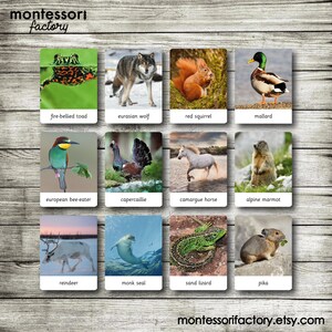 EUROPE ANIMALS • Montessori Cards • Flash Cards • Three Part Cards ...