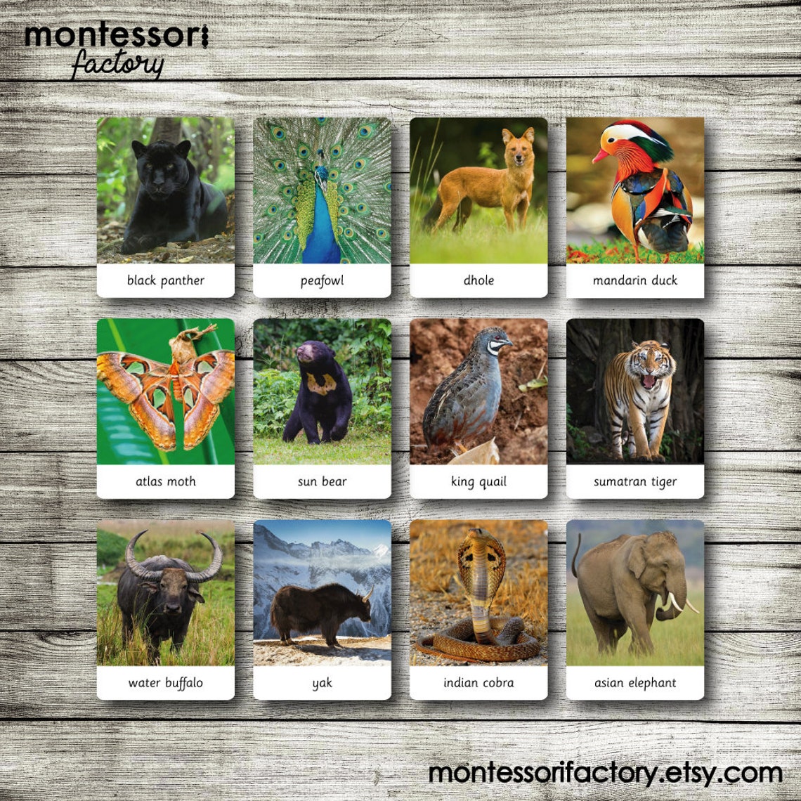 Asian Animals Montessori Nomenclature Cards (editable PDF) - Etsy