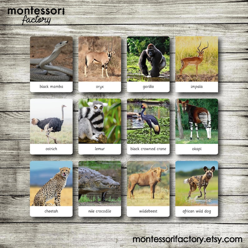 AFRICA ANIMALS Montessori Cards Flash Cards Three Part - Etsy
