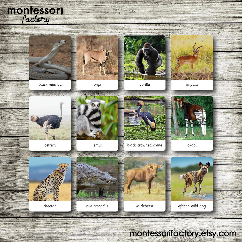 AFRICA ANIMALS Montessori Cards Flash Cards Three Part - Etsy
