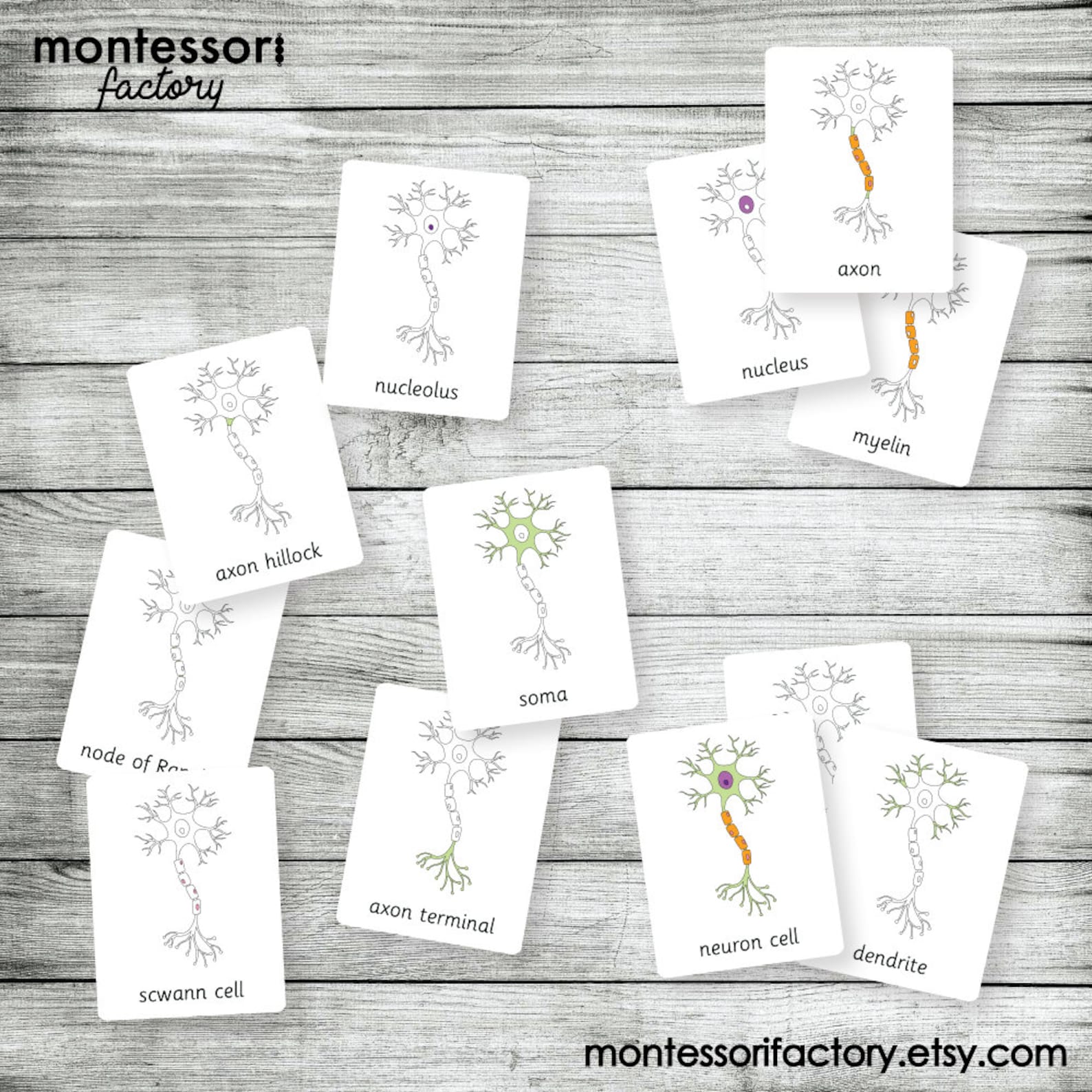 NEURON CELL Montessori Cards Flash Cards Three Part - Etsy