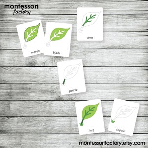 PARTS of a LEAF • Montessori Cards • Flash Cards • Three Part Cards ...