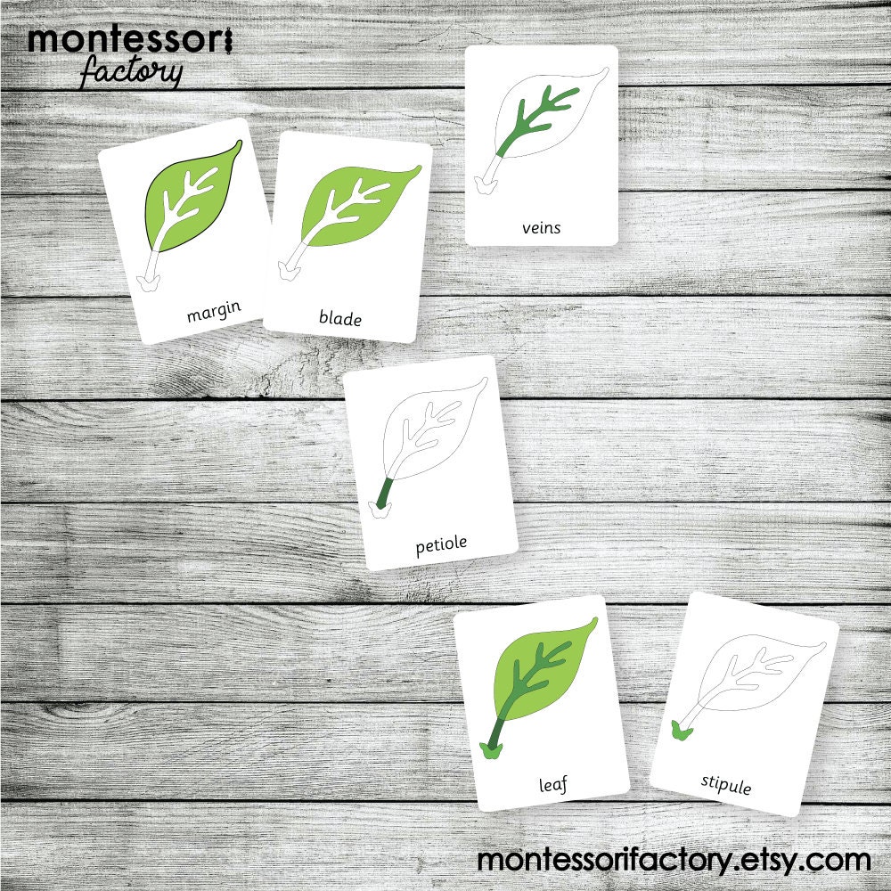 PARTS of a LEAF Montessori Cards Flash Cards Three Part - Etsy