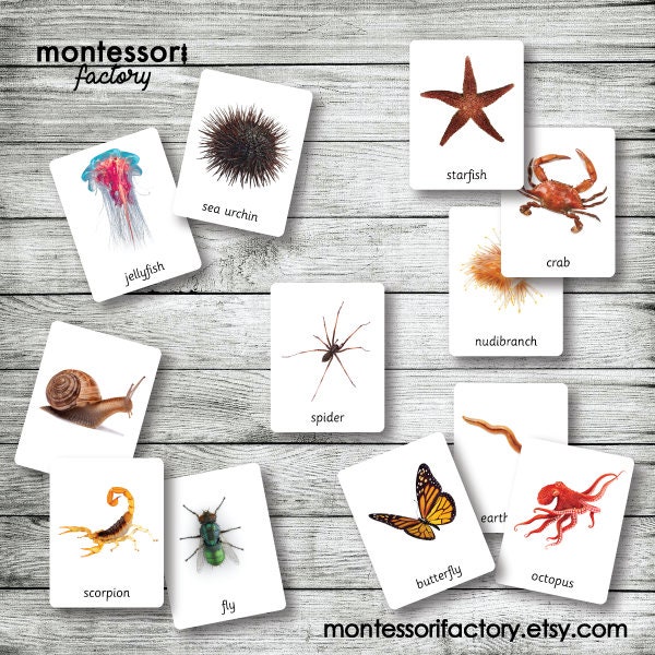 INVERTEBRATE ANIMALS Montessori Cards Flash Cards Three | Etsy