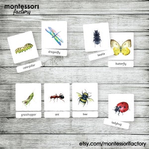 INSECTS BUGS • Montessori Cards • Flash Cards • Three Part Cards ...