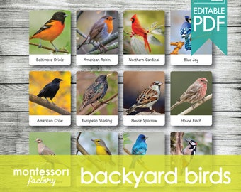 PARTS of a SEED • Montessori Cards • Flash Cards • Three Part Cards ...