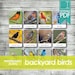 BACKYARD BIRDS Montessori Cards Flash Cards Three Part | Etsy