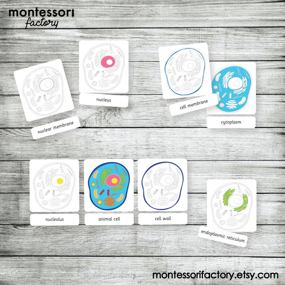 ANIMAL CELL Montessori Cards Flash Cards Three Part - Etsy