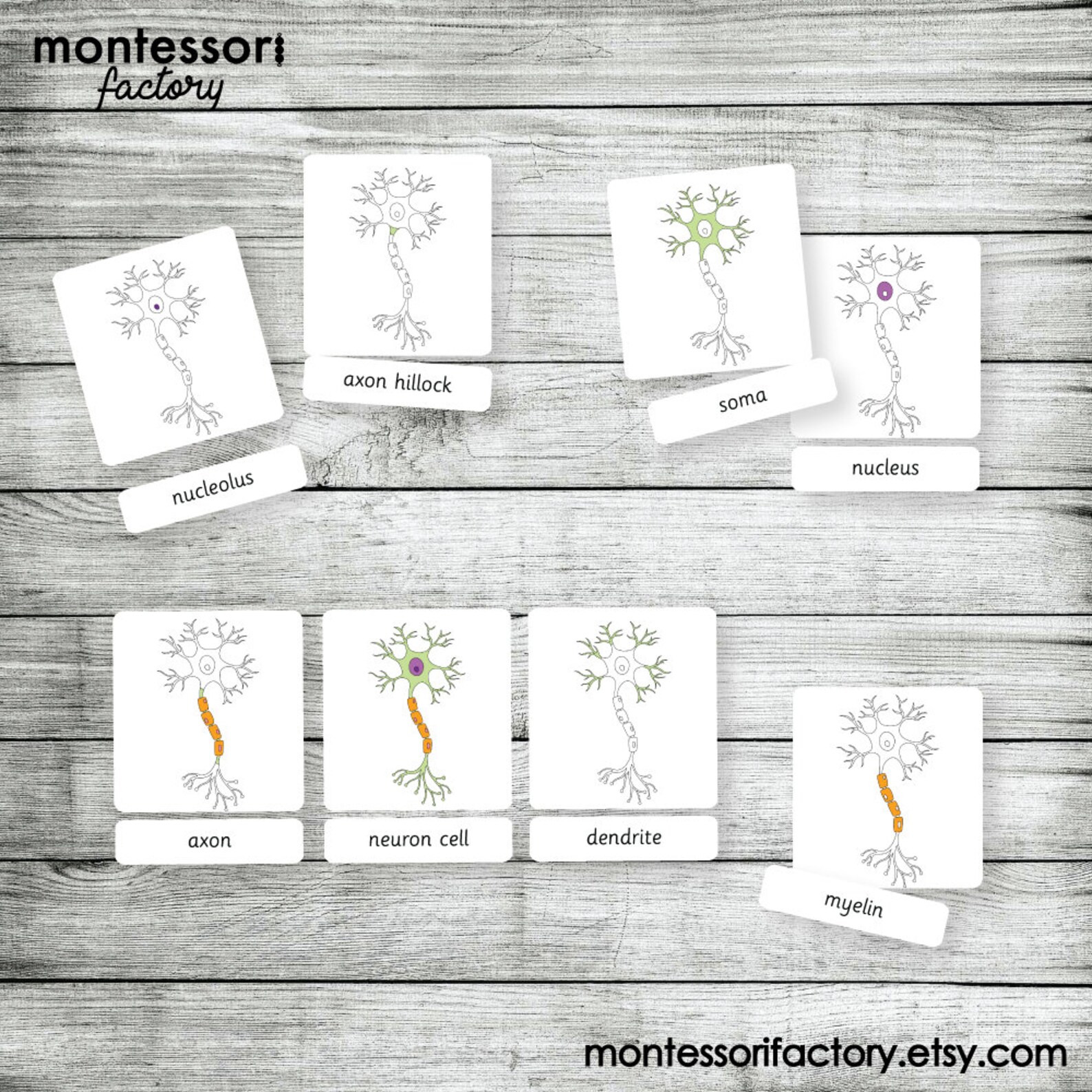NEURON CELL Montessori Cards Flash Cards Three Part | Etsy