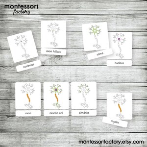 NEURON CELL • Montessori Cards • Flash Cards • Three Part Cards ...