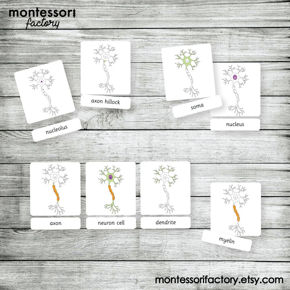 NEURON CELL Montessori Cards Flash Cards Three Part - Etsy