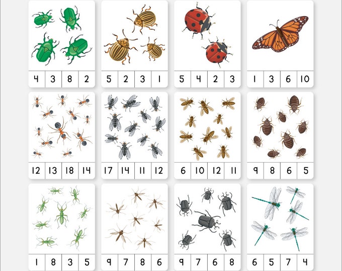 Insects Morning Basket Activity, Homeschool Unit, Bug Flashcards ...