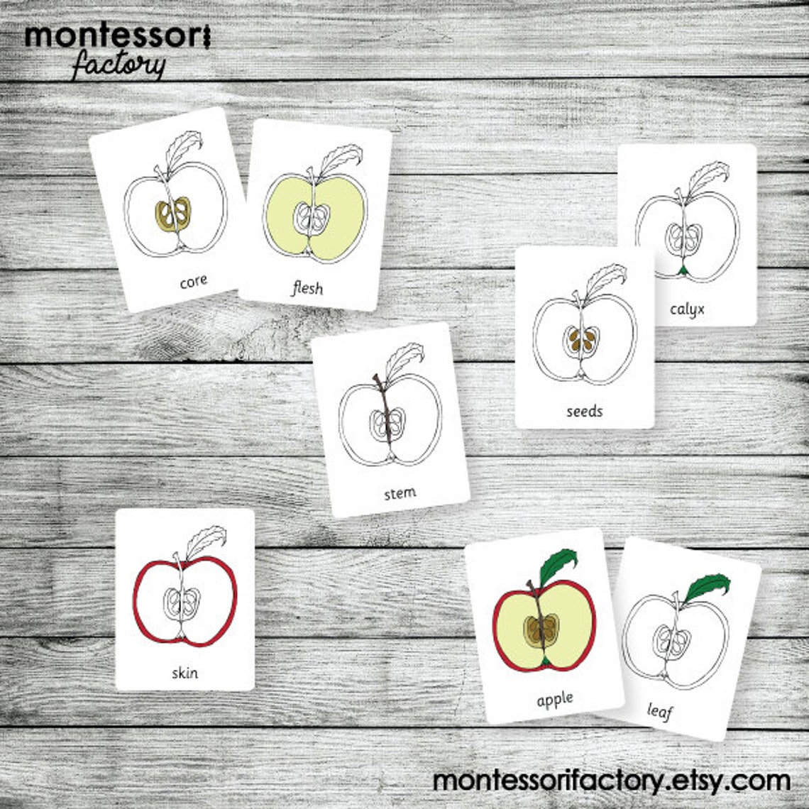 Parts of an APPLE Montessori Cards Flash Cards Three Part - Etsy