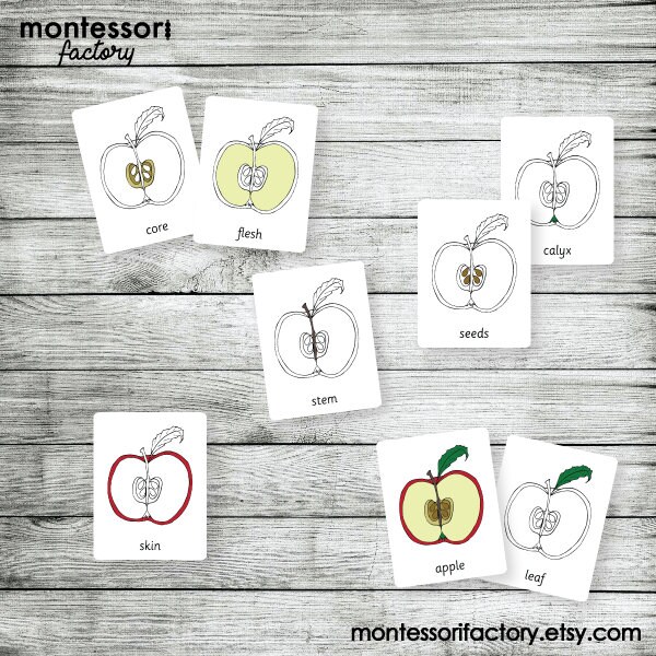 Parts of an Apple Montessori Nomenclature Cards (editable PDF) - Etsy