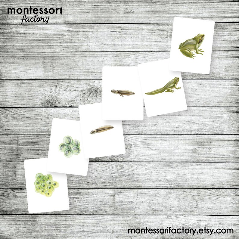 FROG LIFE CYCLE Montessori Cards Flash Cards Educational - Etsy