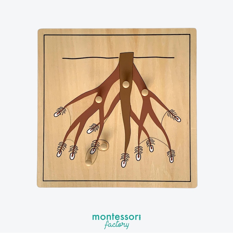 PARTS of a LEAF Montessori Wood Puzzle Biology Botany - Etsy