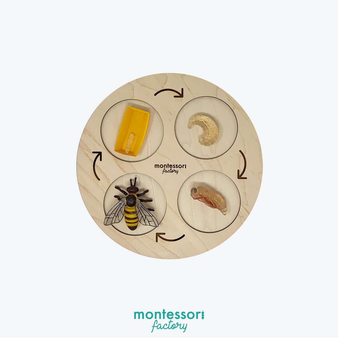 Life Cycle of a HONEY BEE • Montessori Material • Educational Toy ...