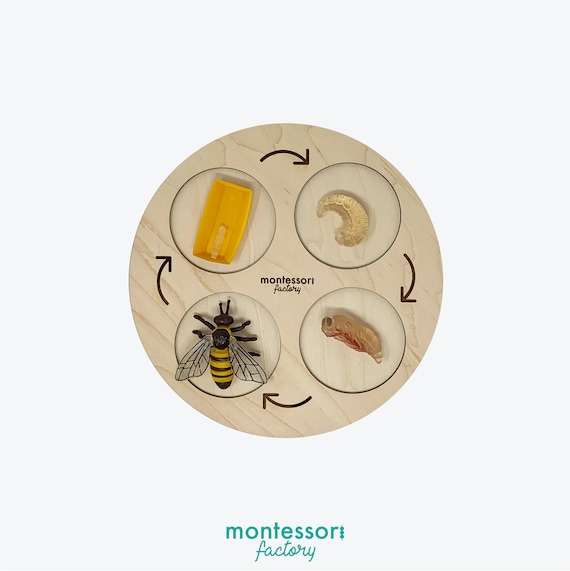 Life Cycle of a HONEY BEE Montessori Material Educational - Etsy
